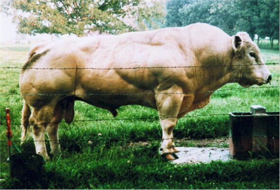Myostatin Gene – AUBRAC IRISH CATTLE BREED SOCIETY
